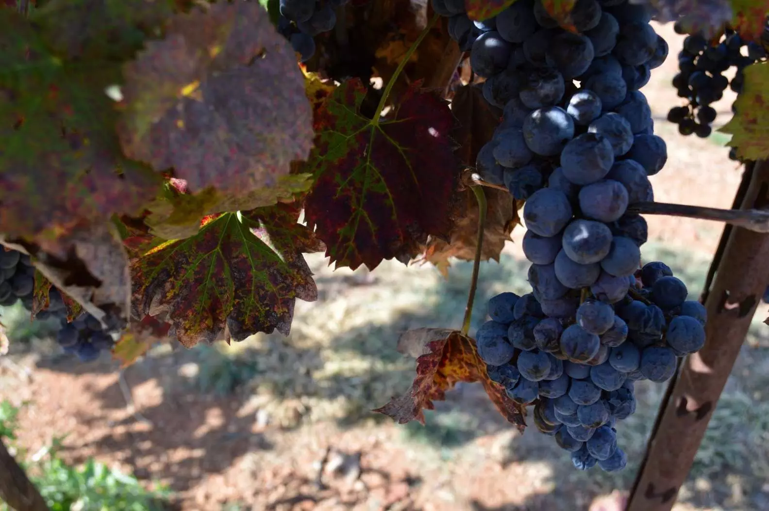 Vinogradi Sonoita AZ: Što treba znati o vinskoj zemlji južne Arizone 9864_5